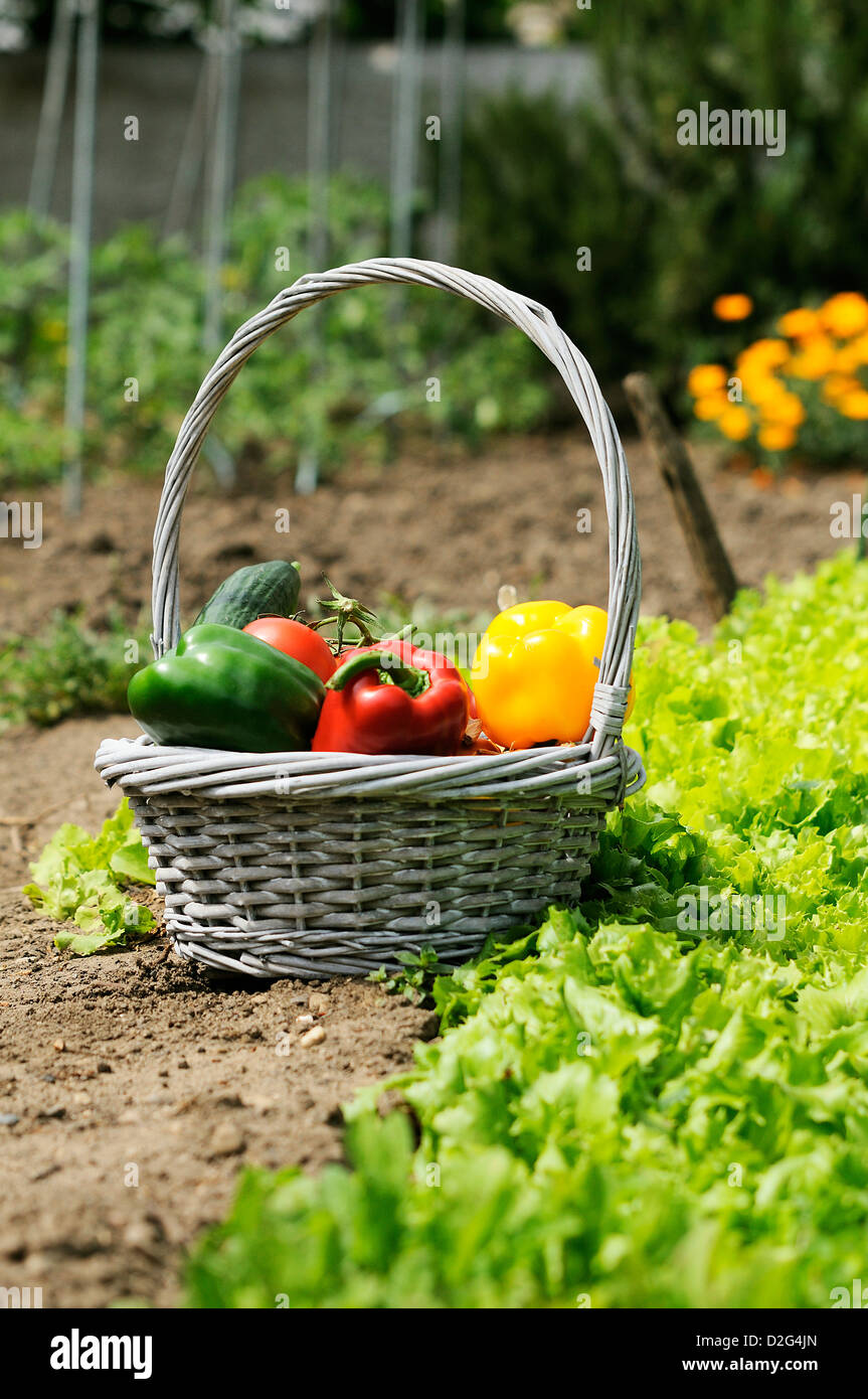 basket of vegetables and in a botanical garden Stock Photo - Alamy