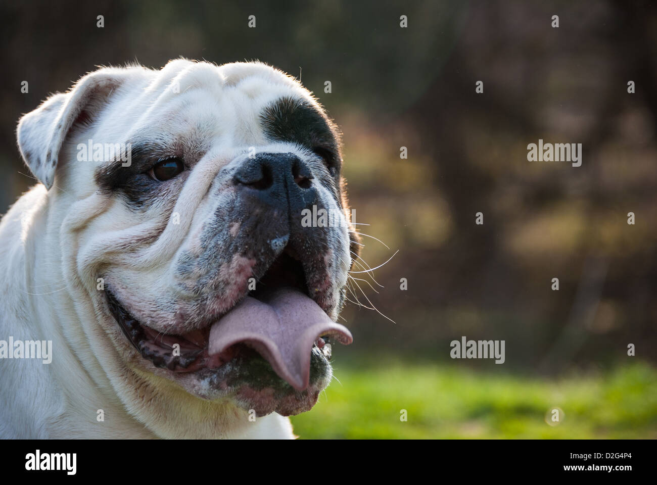 Bulldog sitting in a park looking at camera Stock Photo - Alamy