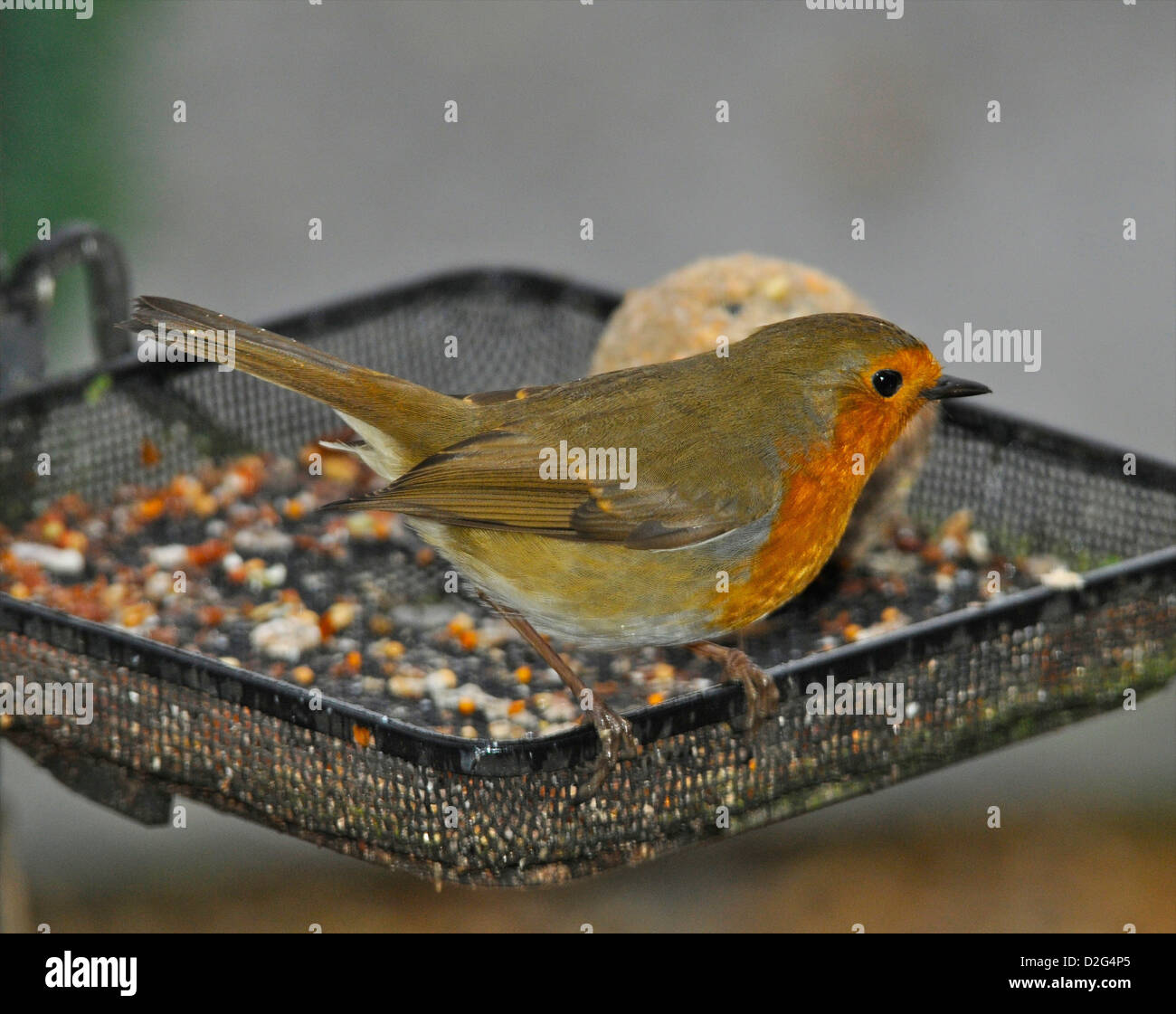 Robin Christmas Card High Resolution Stock Photography and Images - Alamy