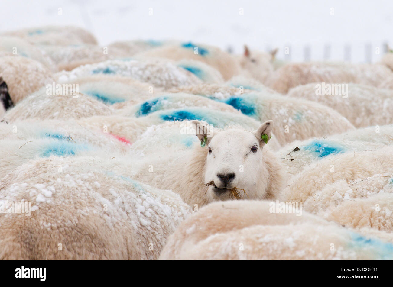Hefted sheep hi-res stock photography and images - Alamy