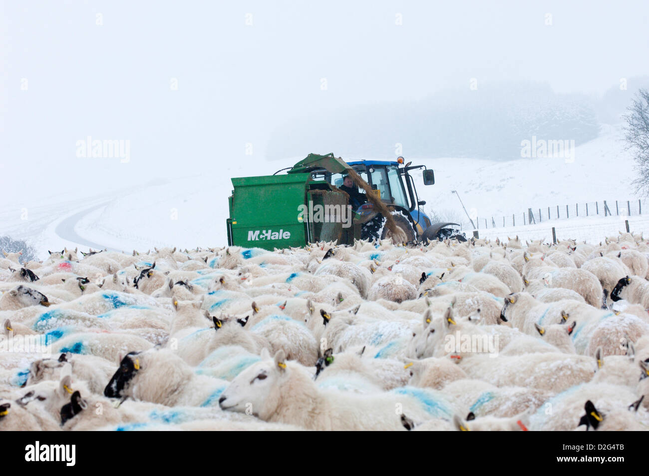 Cambrian Mountains, Powys, UK. 23rd January 2013. Hefted sheep farmer ...