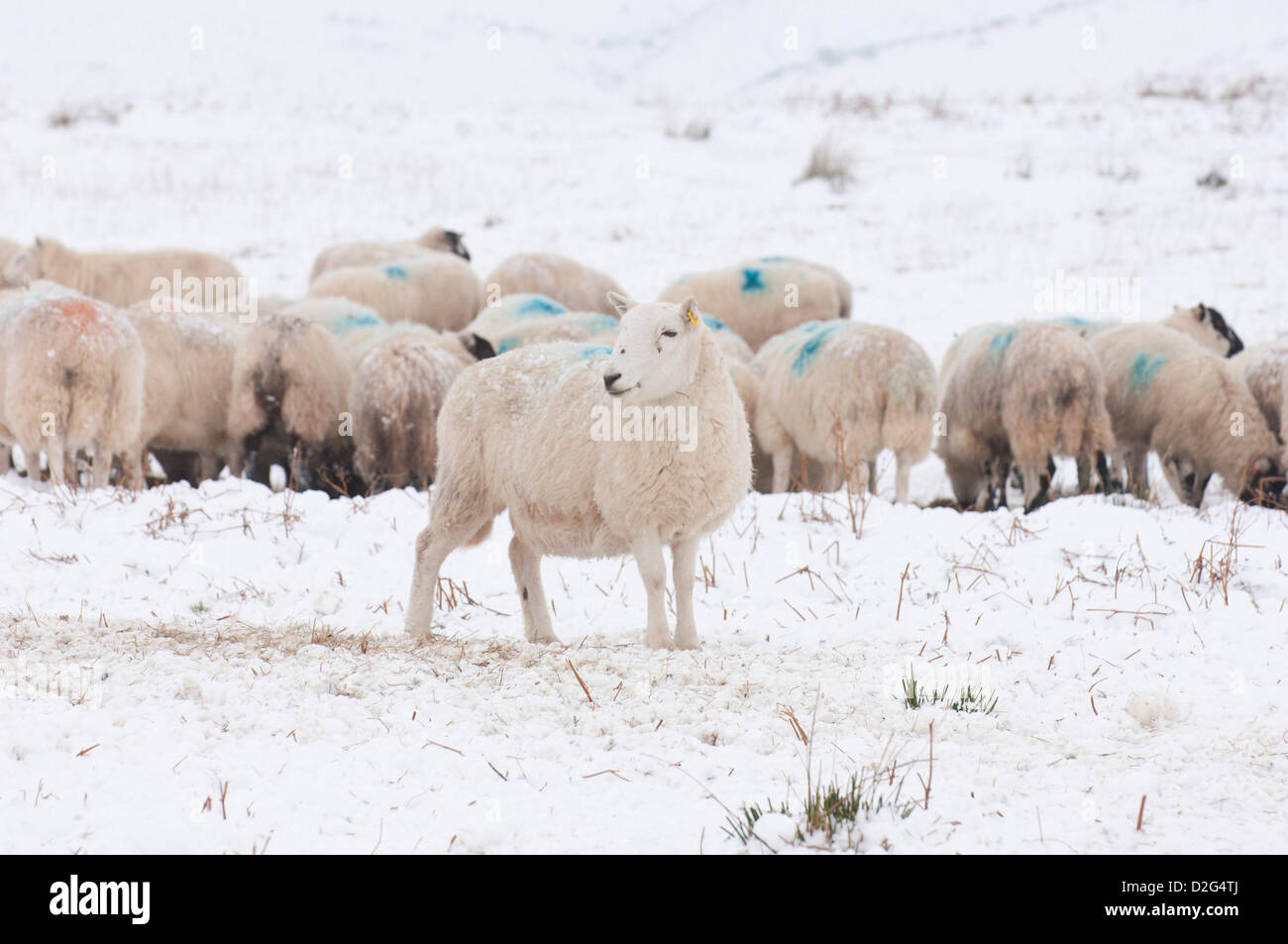 Hefted sheep hi-res stock photography and images - Alamy