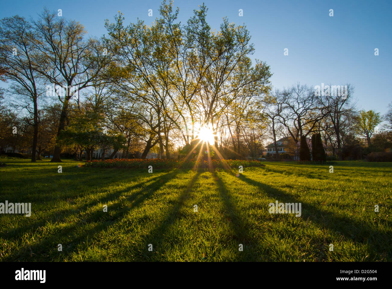 Sun shining through the trees creating shadows on the grass Stock Photo ...