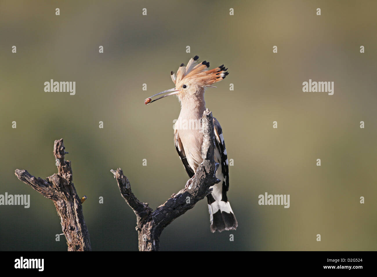 Hoopoe, Upupa epops with pupa prey for nestling Stock Photo - Alamy