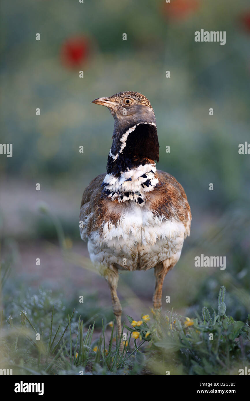 Otis tetrax tetrax tetrax hi-res stock photography and images - Alamy