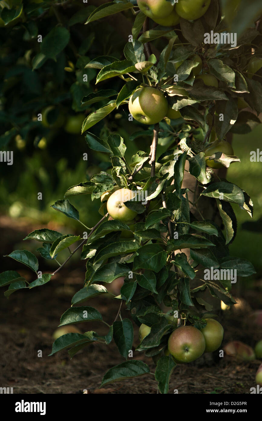 apple tree (Malus Stock Photo - Alamy