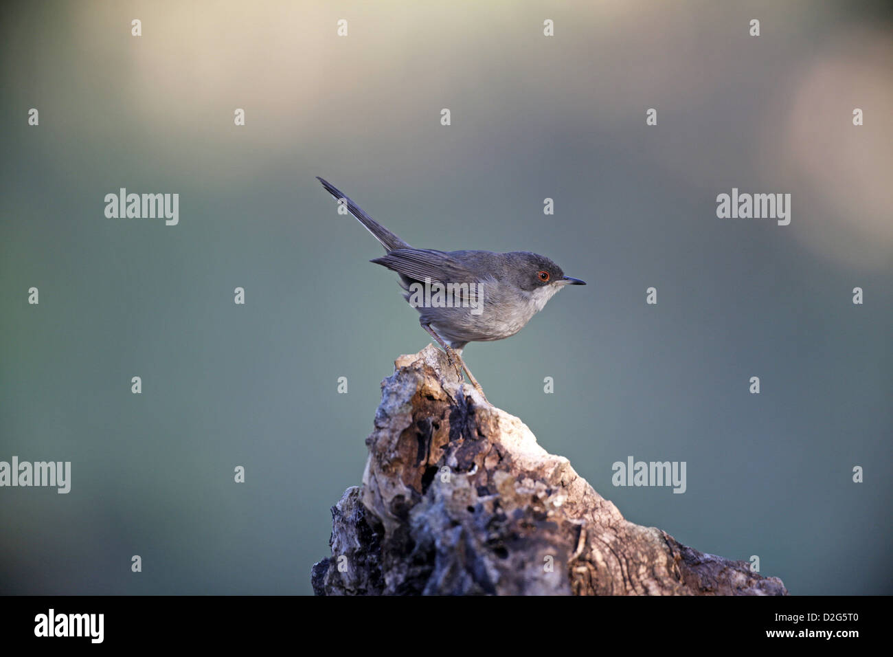 Sardinian Warbler, Sylvia melanocephala, female Stock Photo - Alamy