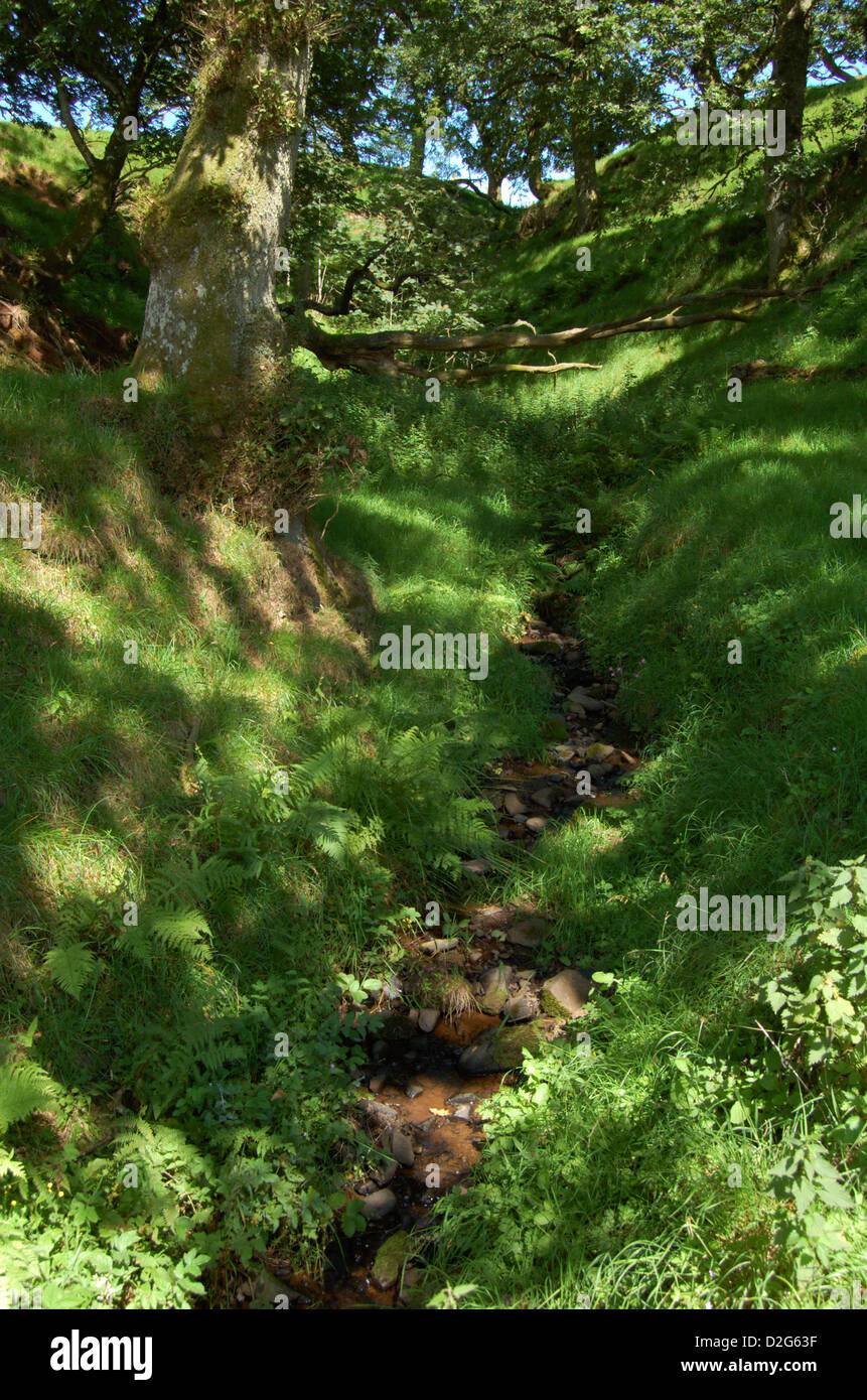 Narrow stream in a shaded wood Stock Photo - Alamy