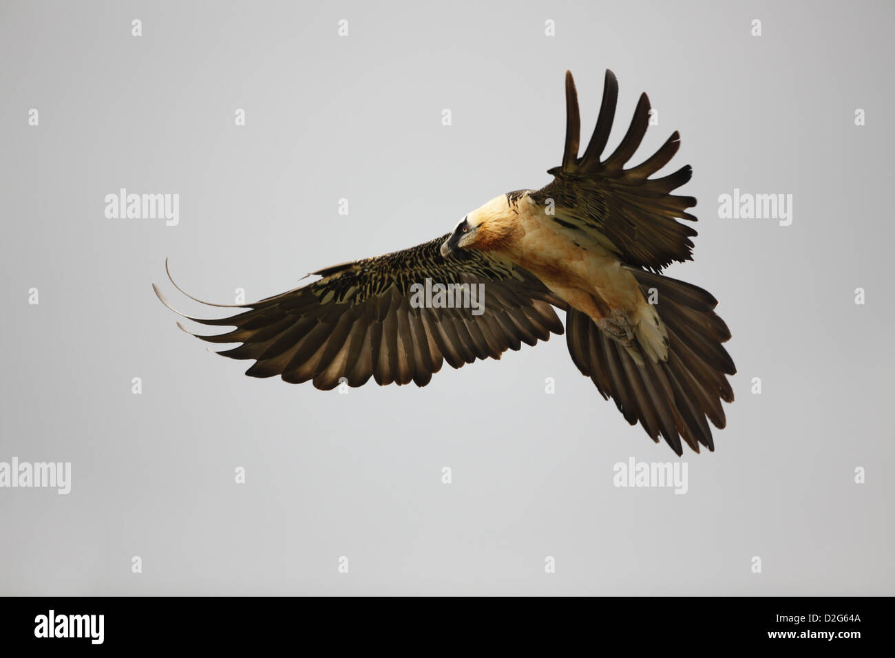 Bearded Vulture (Lammergeier), Gypaetus barbatus, adult in flight Stock ...