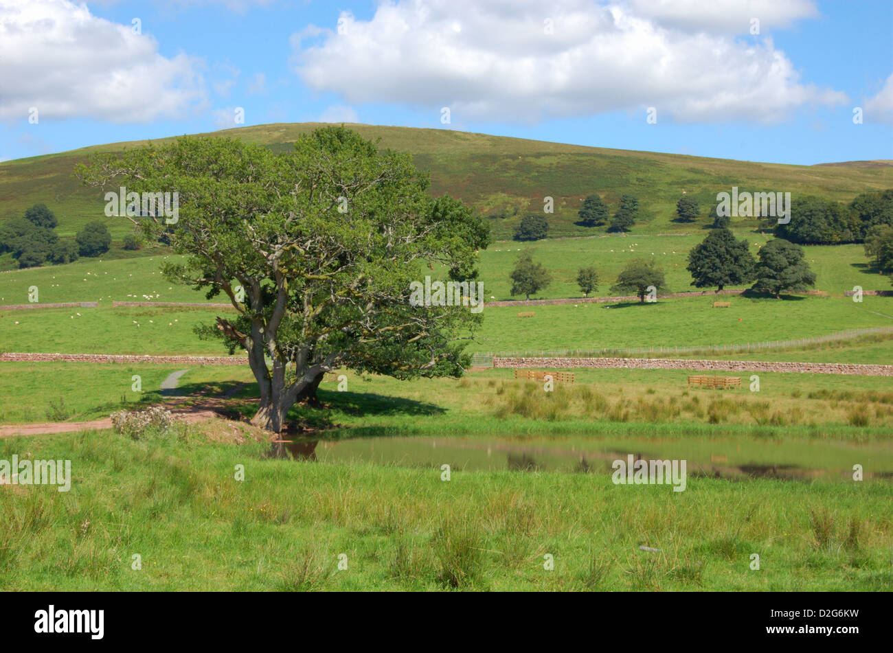 Tree and pond in a sheep farm in South West Scotland Stock Photo - Alamy