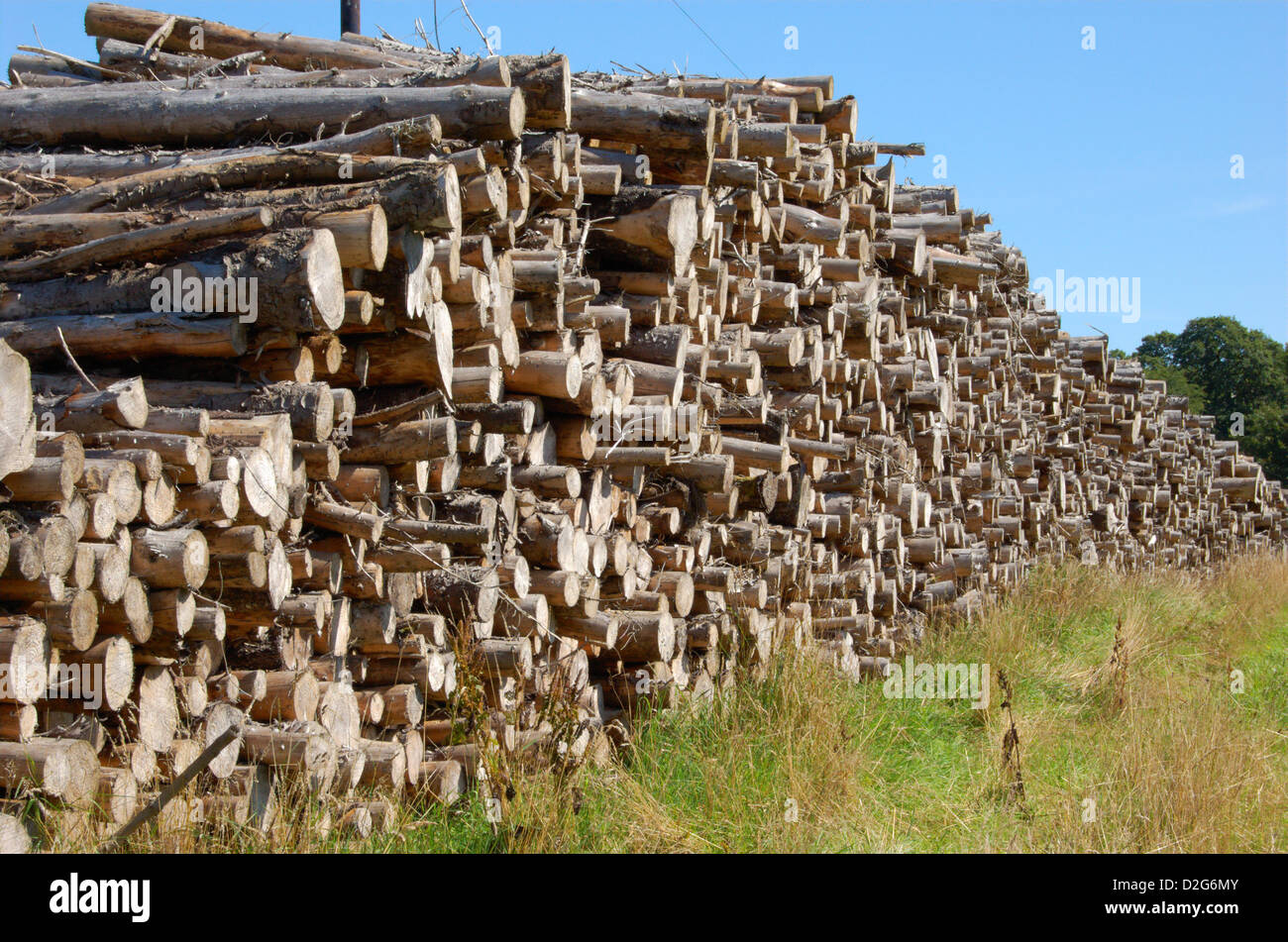 Stack of cut logs in a field Stock Photo - Alamy