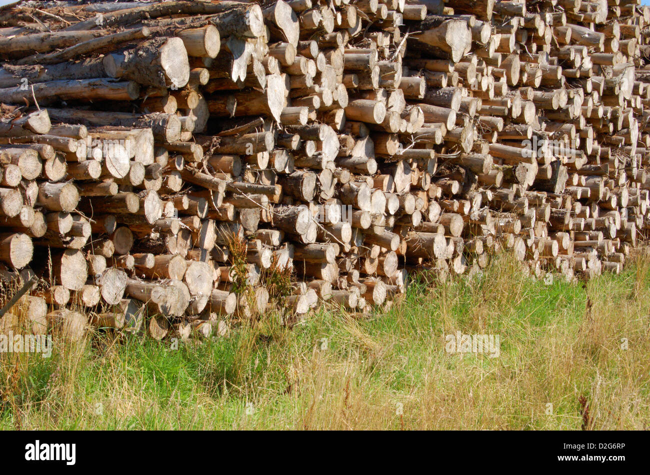 Stack of cut logs in a field Stock Photo - Alamy