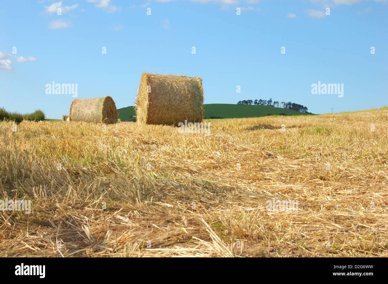 Round hay bales in a farm field Stock Photo - Alamy