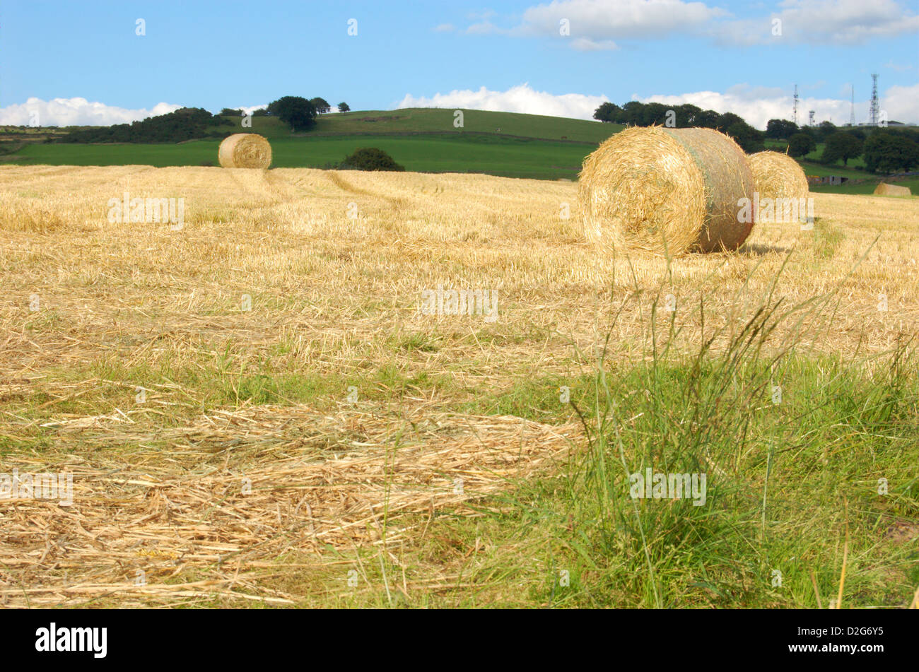 Round hay bales in a farm field Stock Photo - Alamy