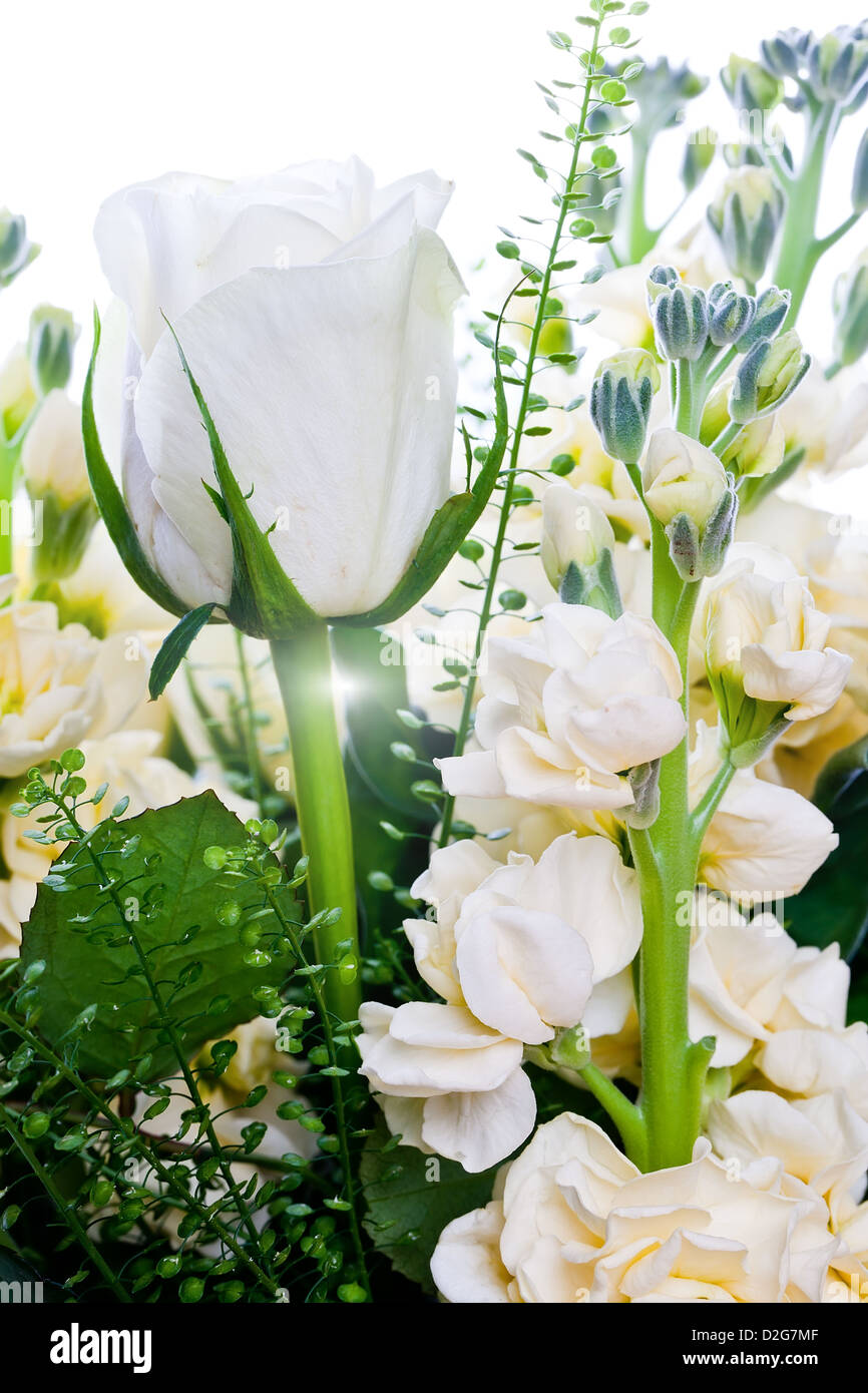 White roses close up on white background Stock Photo - Alamy