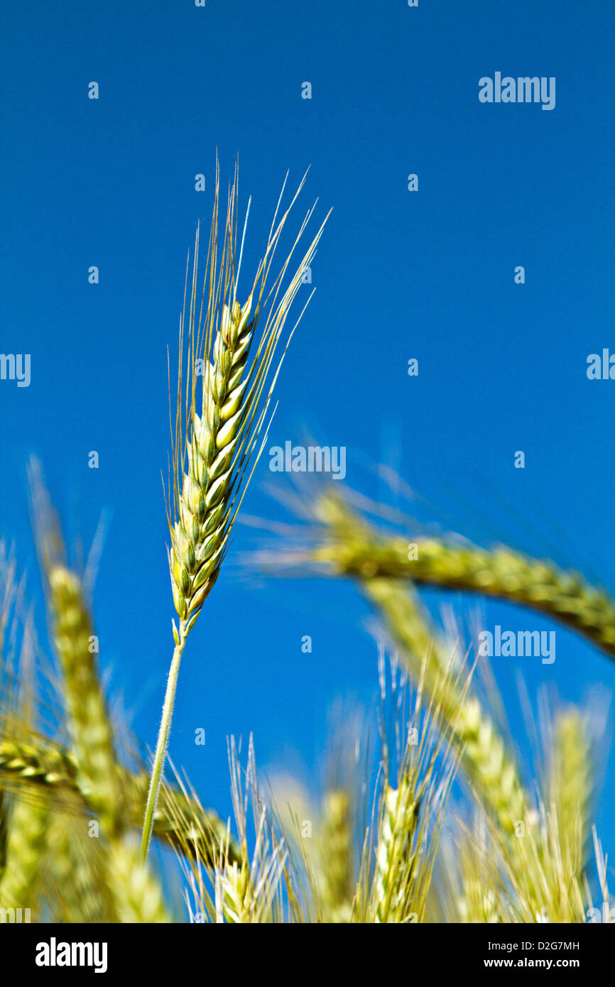 Wheat spike field corn field hi-res stock photography and images - Alamy