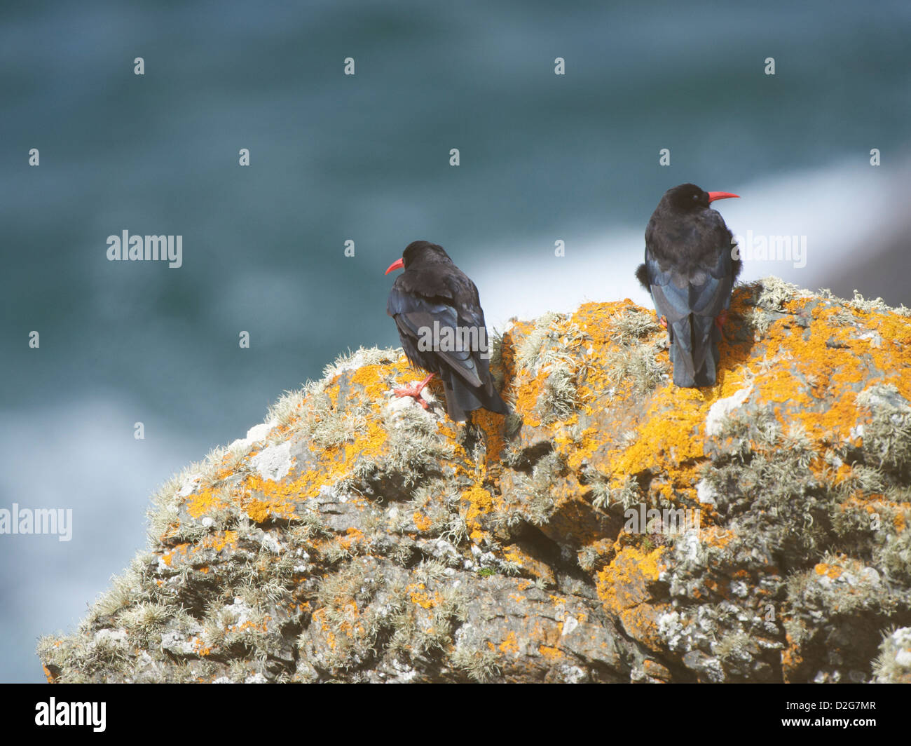 Cornish chough hi-res stock photography and images - Alamy