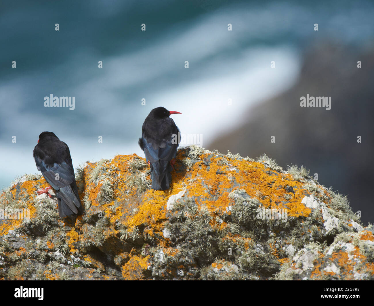The endangered cornish chough hi-res stock photography and images - Alamy