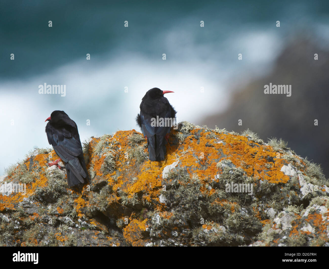 The endangered cornish chough hi-res stock photography and images - Alamy