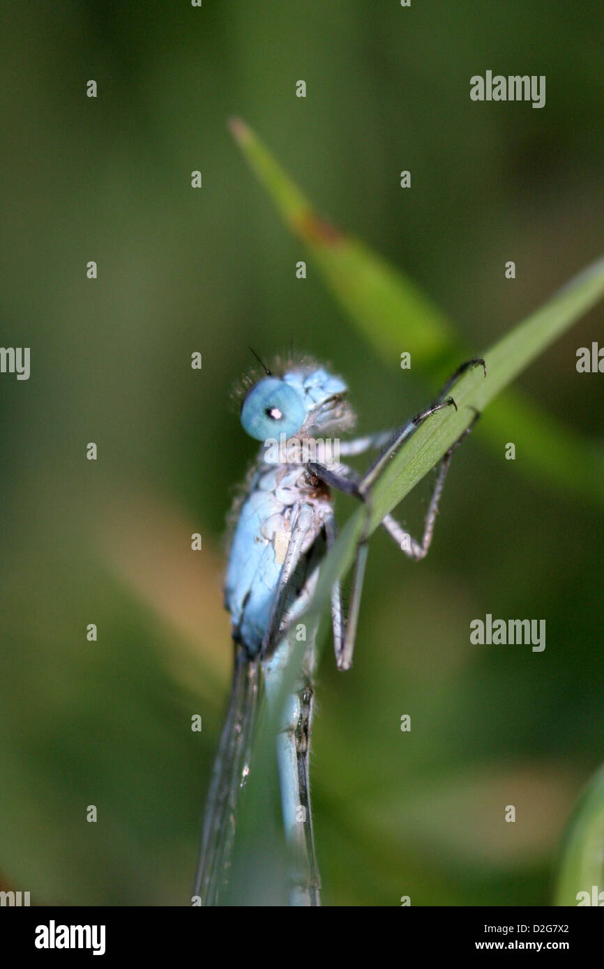 Damselfly face hi-res stock photography and images - Alamy