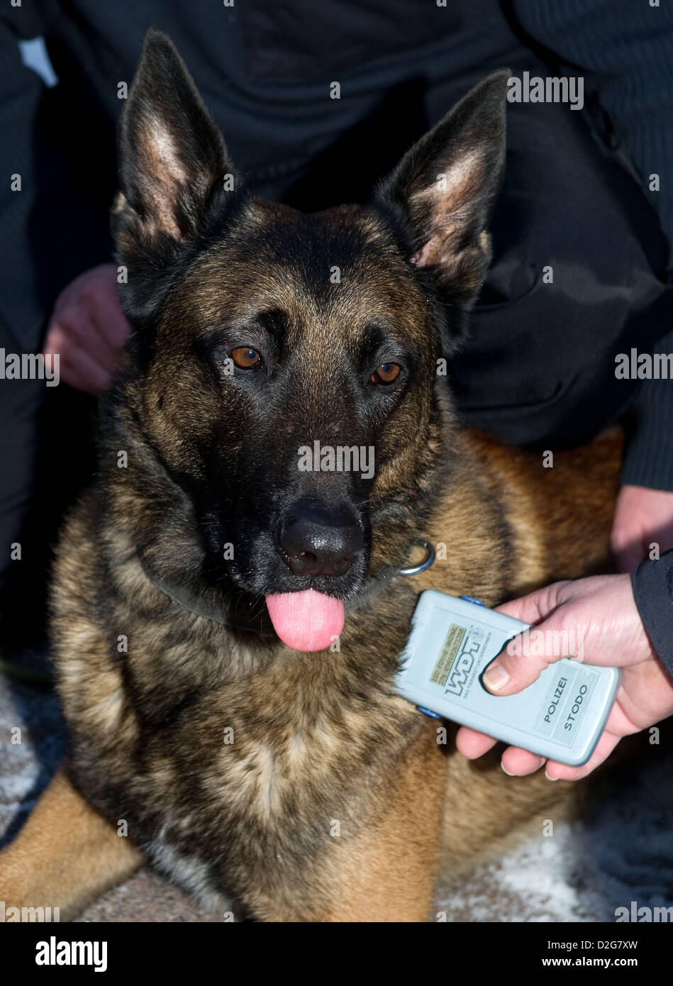 Police officers hold a chip reader to the police dog 'Spike' in ...