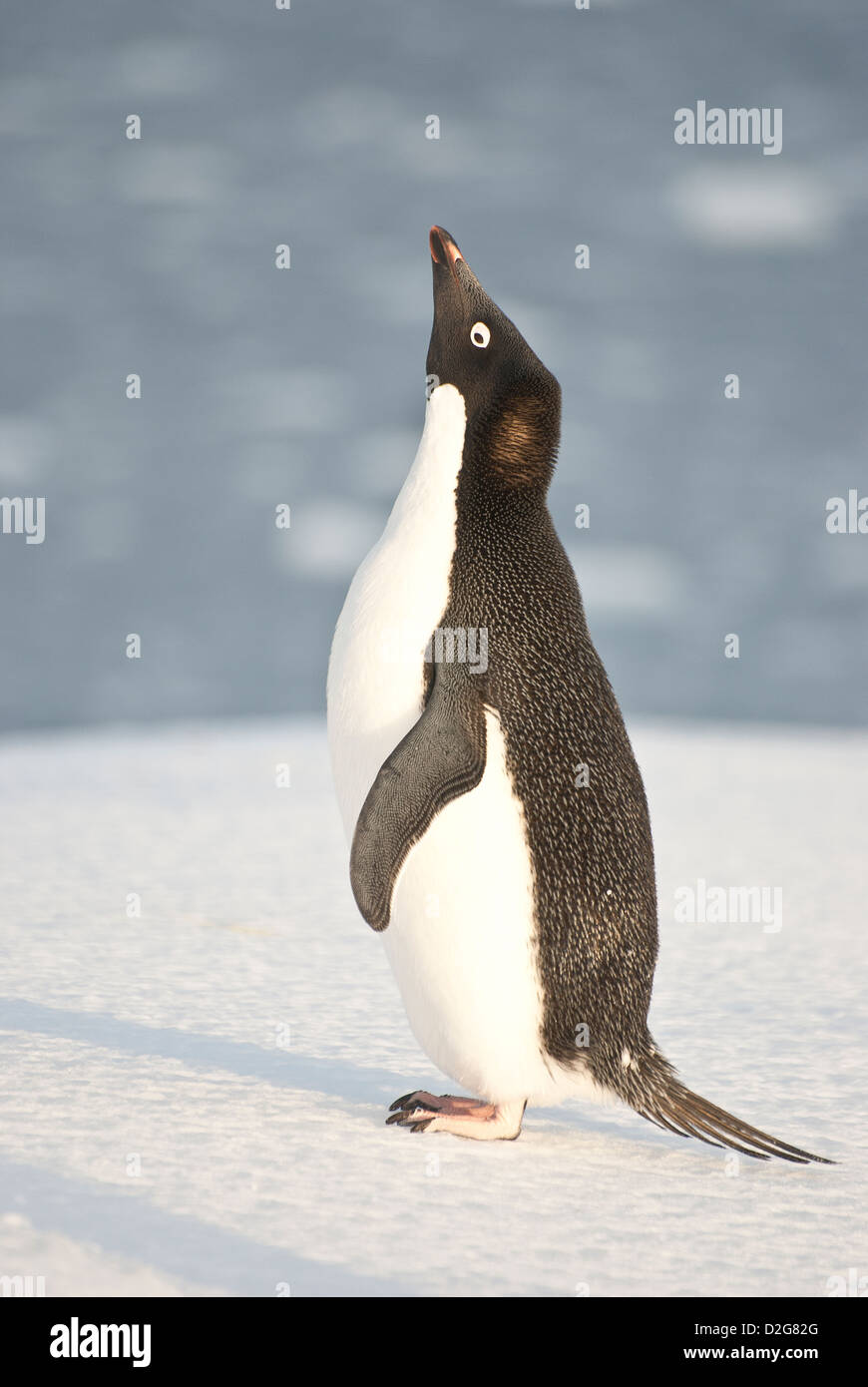 Penguin screaming hi-res stock photography and images - Alamy