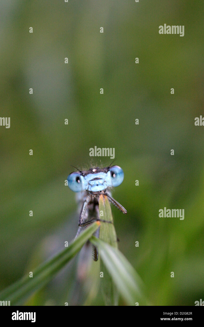 Damselfly face macro close up big eyes Stock Photo - Alamy