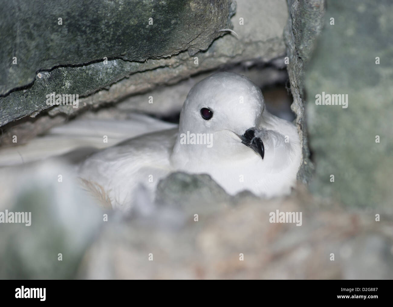 Snow petrel nest hi-res stock photography and images - Alamy