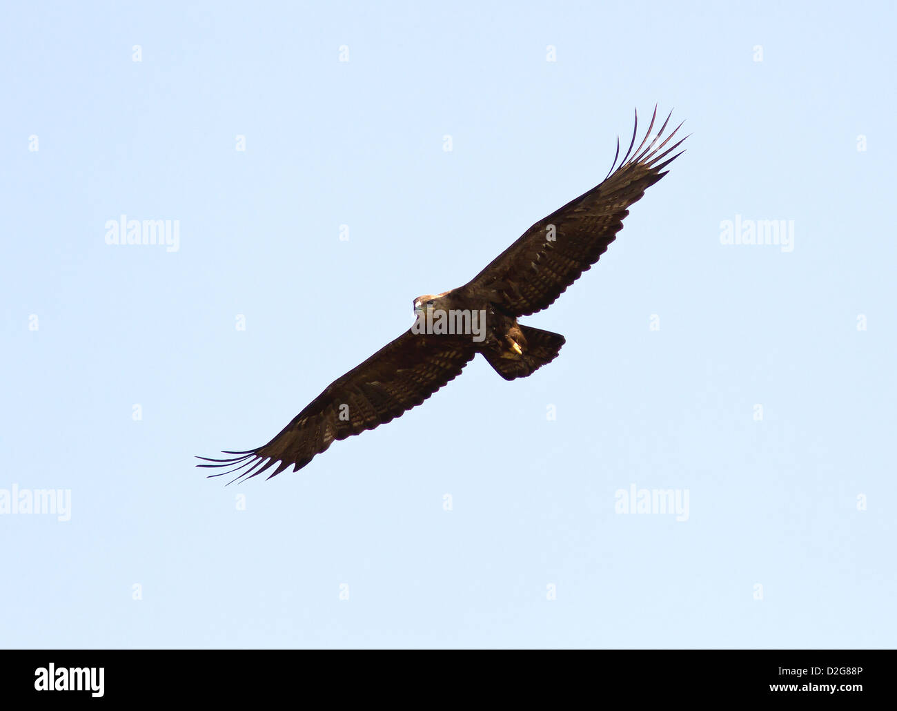 Steppe Eagle soaring over the spring steppe Stock Photo - Alamy