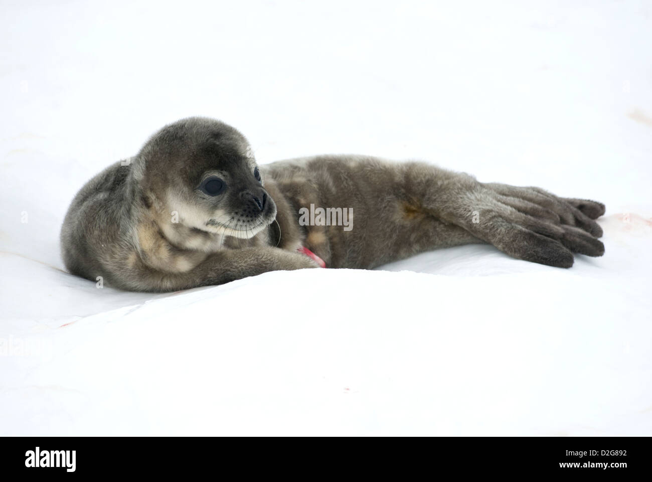 Arctic seal pups hi-res stock photography and images - Alamy