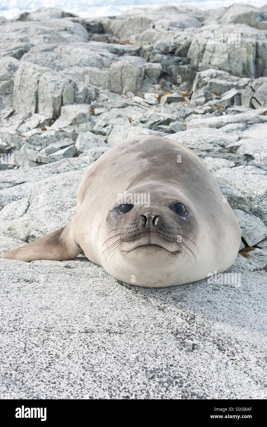 Young southern elephant seal on the rocks of the Antarctic Islands ...