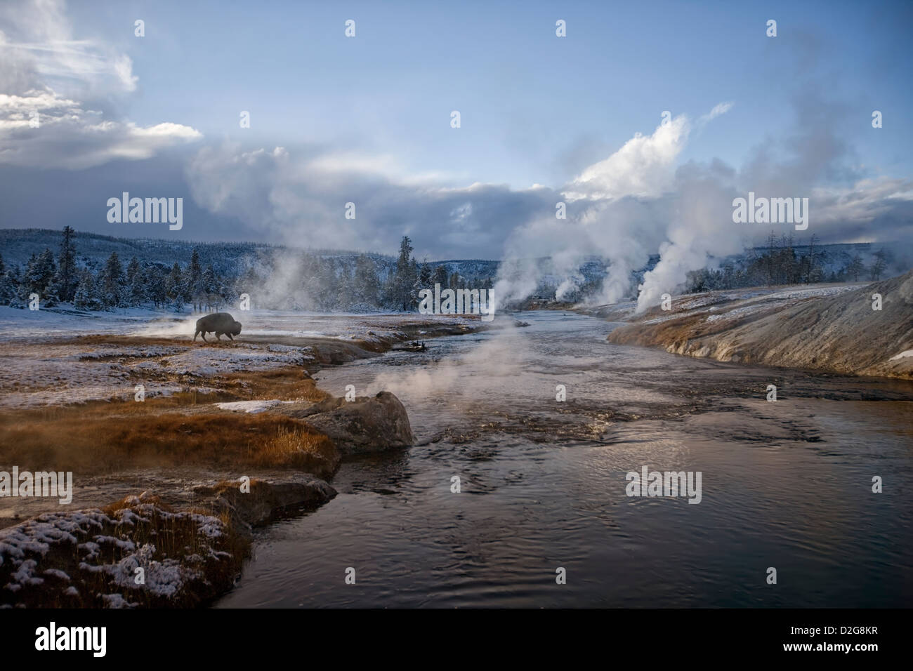 Buffalo grazing in by a steaming geyser Stock Photo - Alamy