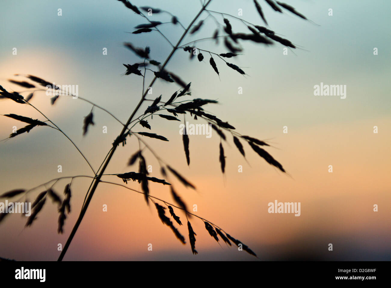 Field of grass silhouette hi-res stock photography and images - Alamy