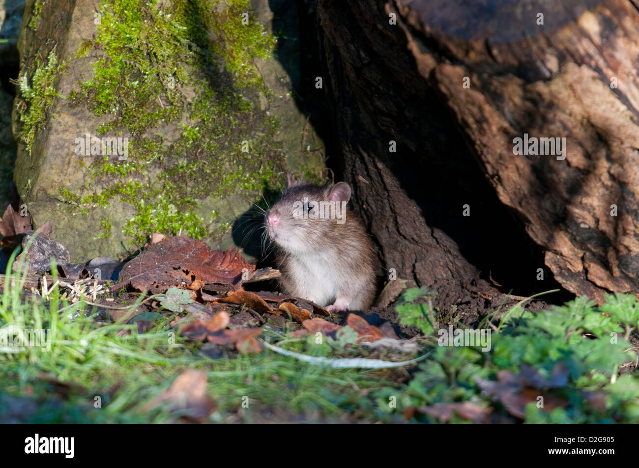 Rat hole hi-res stock photography and images - Alamy