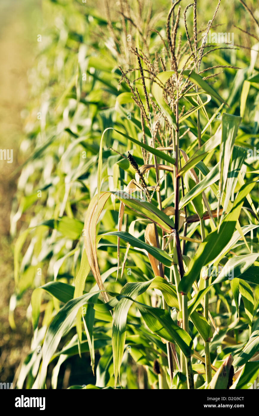 Corn, Maize (Zea mays Stock Photo - Alamy Corn, Maize (Zea mays Stock Photo - Alamy