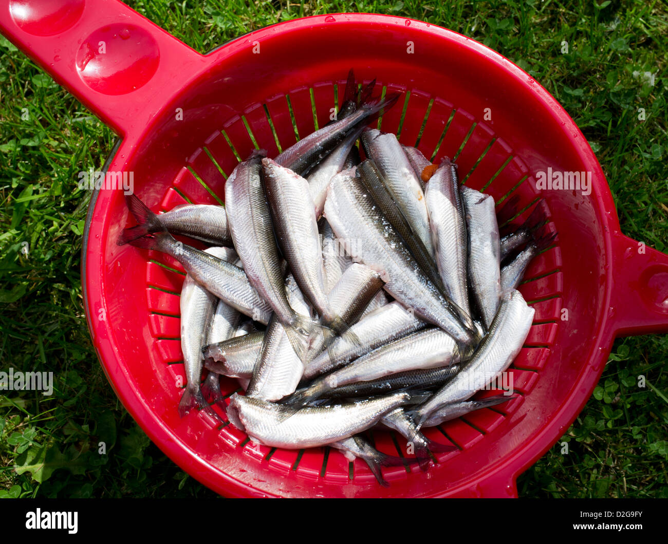 Vendace hi-res stock photography and images - Alamy