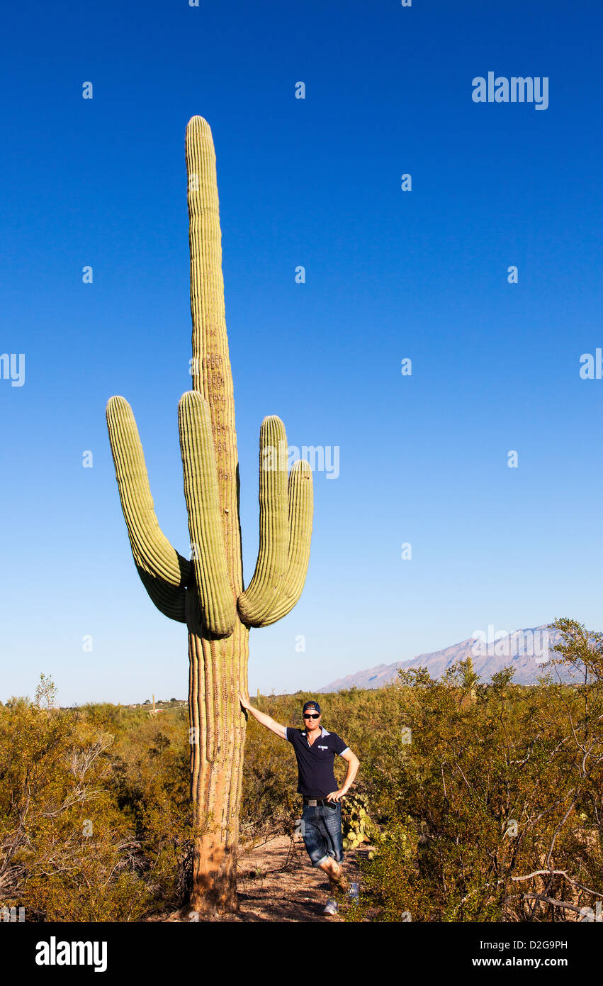 Giant Cactus in Saguaro N.P. , Arizona, USA Stock Photo - Alamy