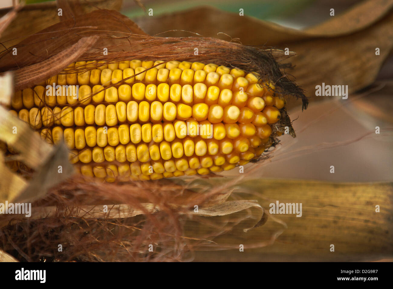 Maize maze hi-res stock photography and images - Alamy