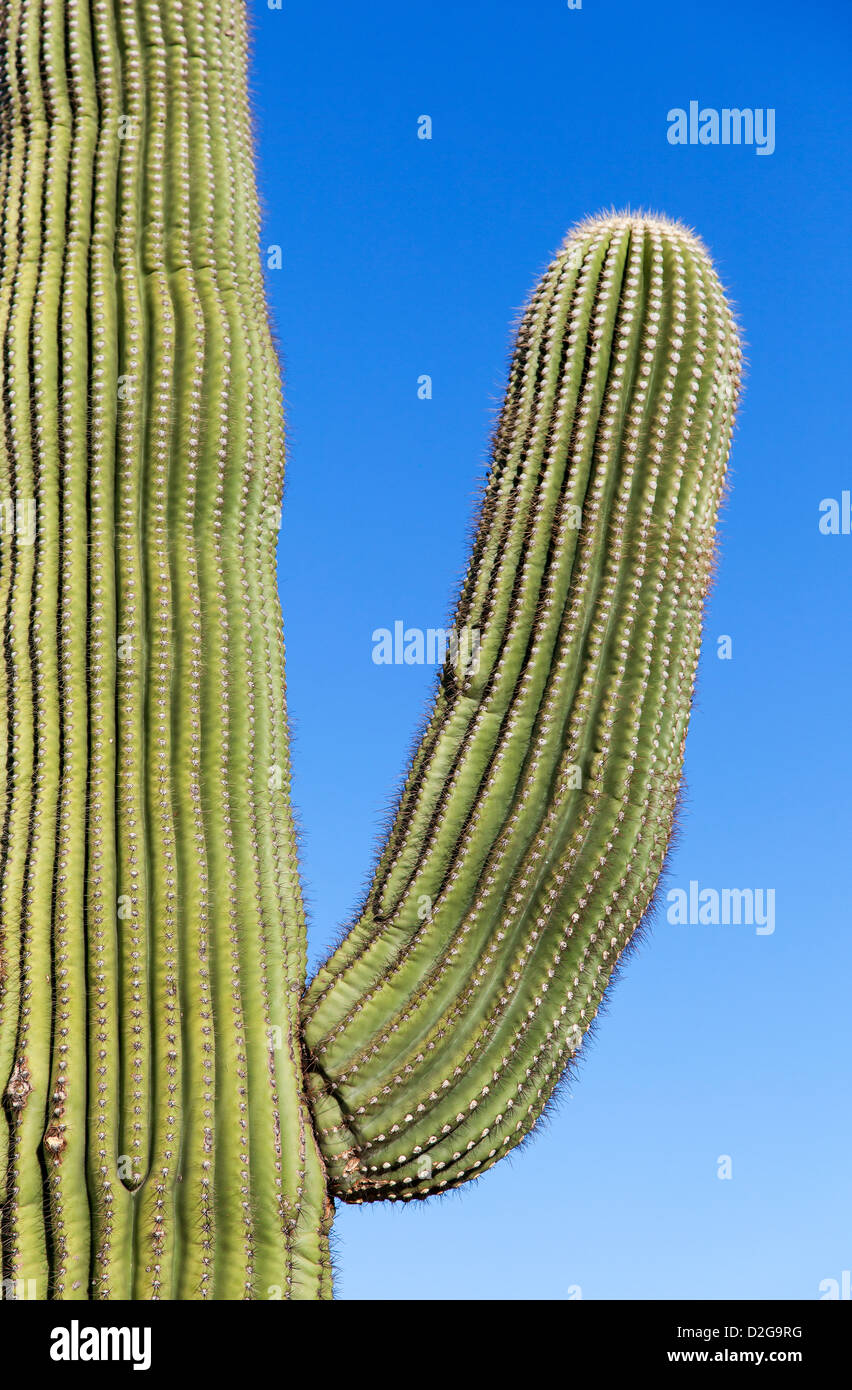 Huge cactus in saguaro national park hi-res stock photography and ...
