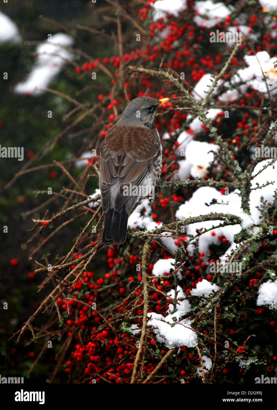 Thrushes fieldfare hi-res stock photography and images - Alamy