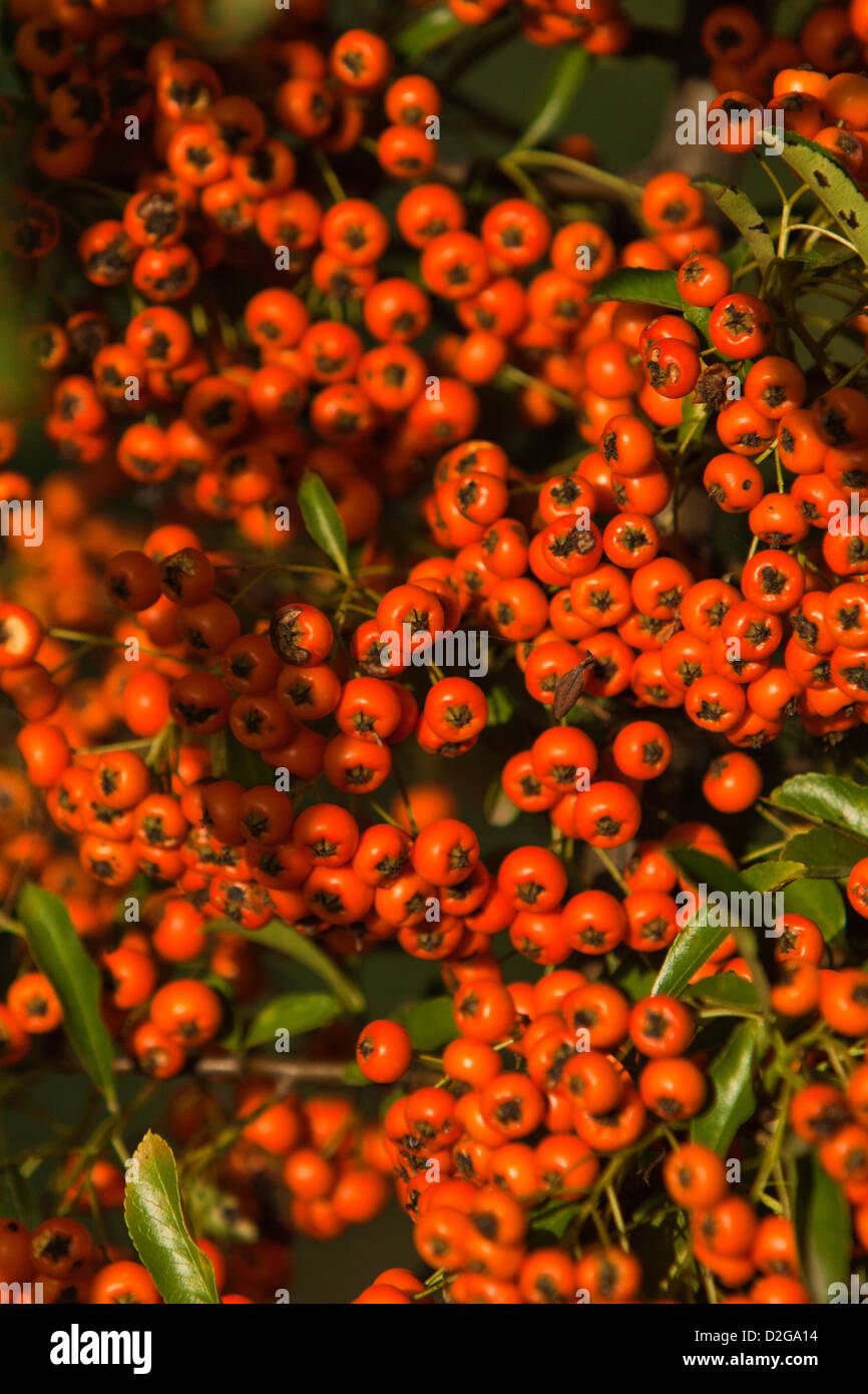 Pyracantha hedge hi-res stock photography and images - Alamy