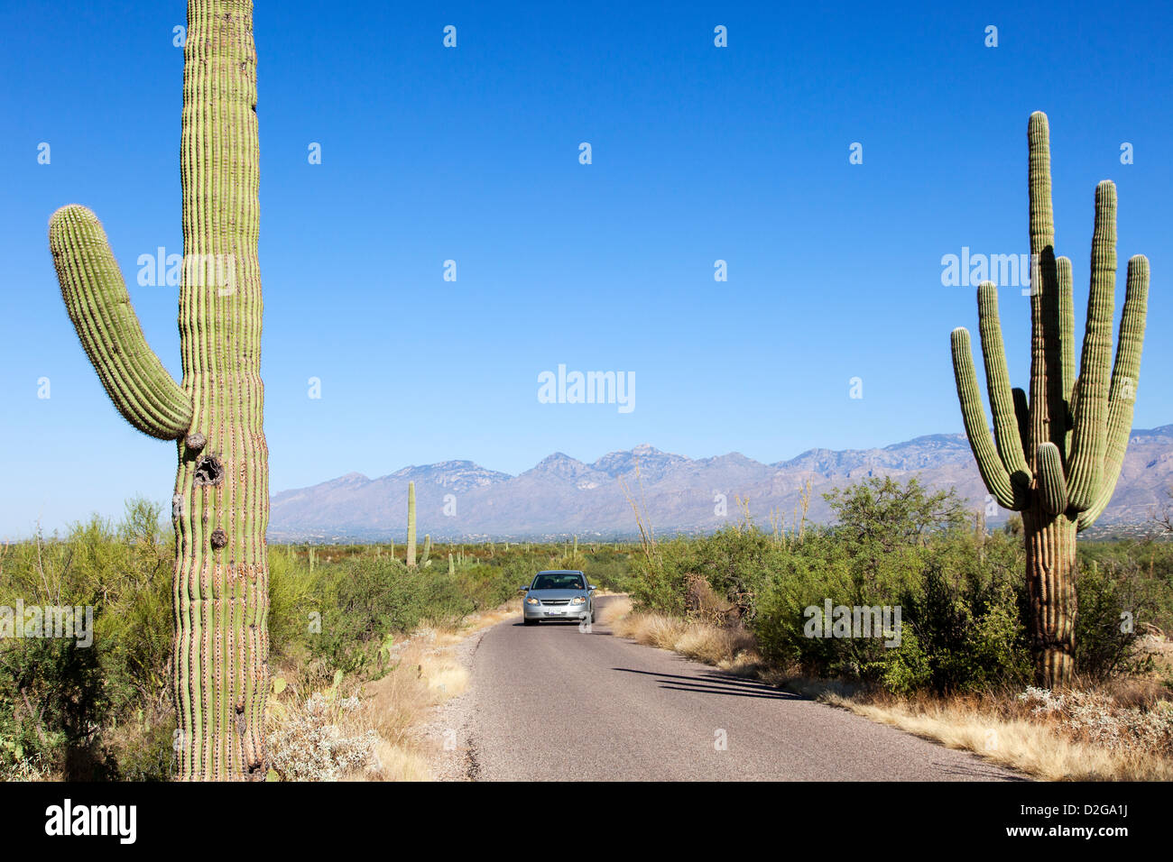 Giant Cacti in Saguaro N.P. , Arizona, USA Stock Photo - Alamy