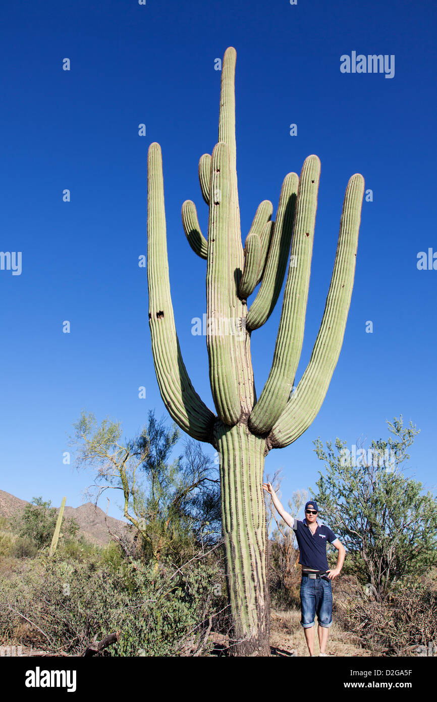 Man Standing next to a Giant Cactus in Saguaro N.P. , Arizona, USA ...