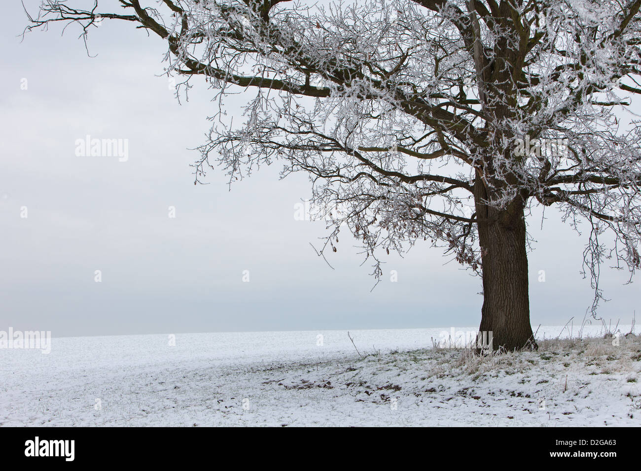 A single oak tree stands in a snowy field in the middle of winter. Hoar ...