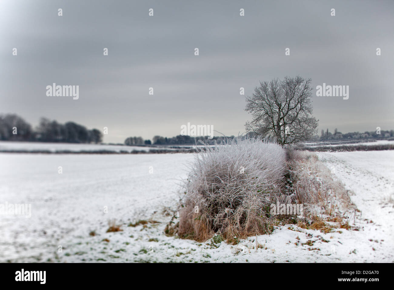 A snowy landscape in rural England with hedge, ditch and trees in snow ...