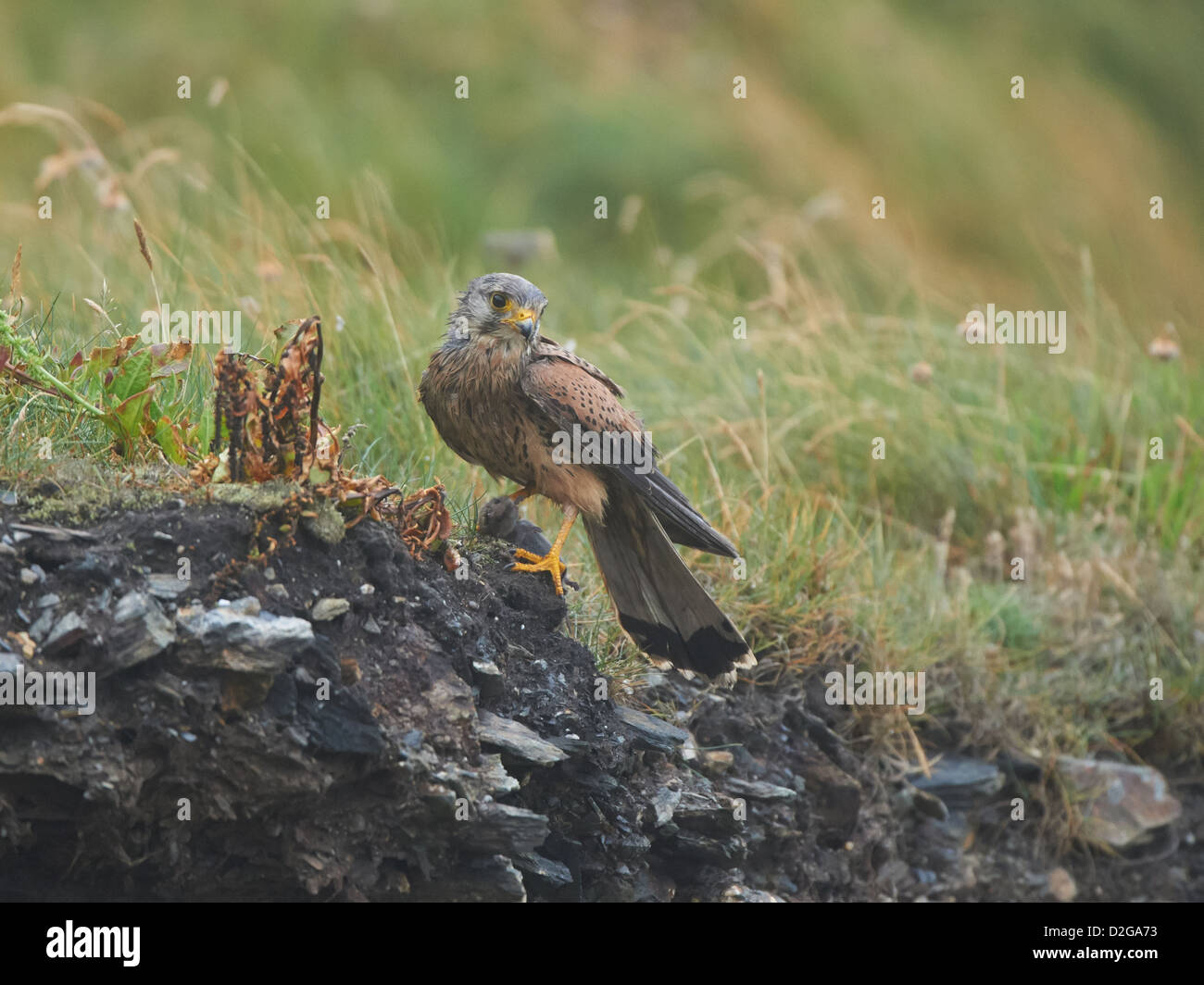Kestrel with prey Stock Photo - Alamy