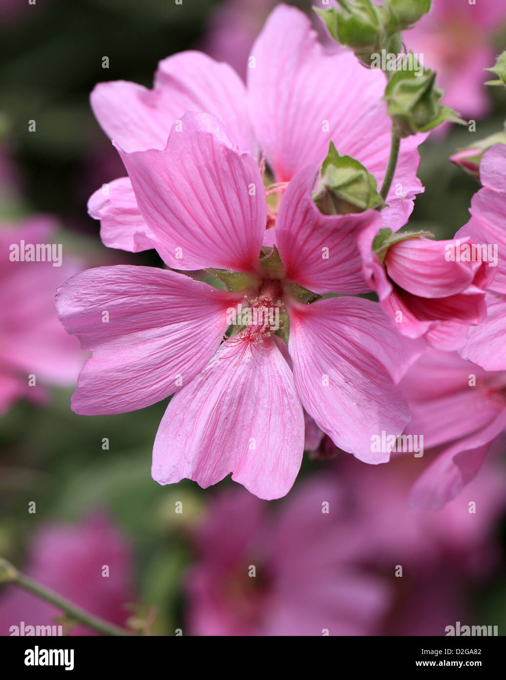Mallow, Lavatera olbia "Rosea", Malvaceae Stock Photo - Alamy