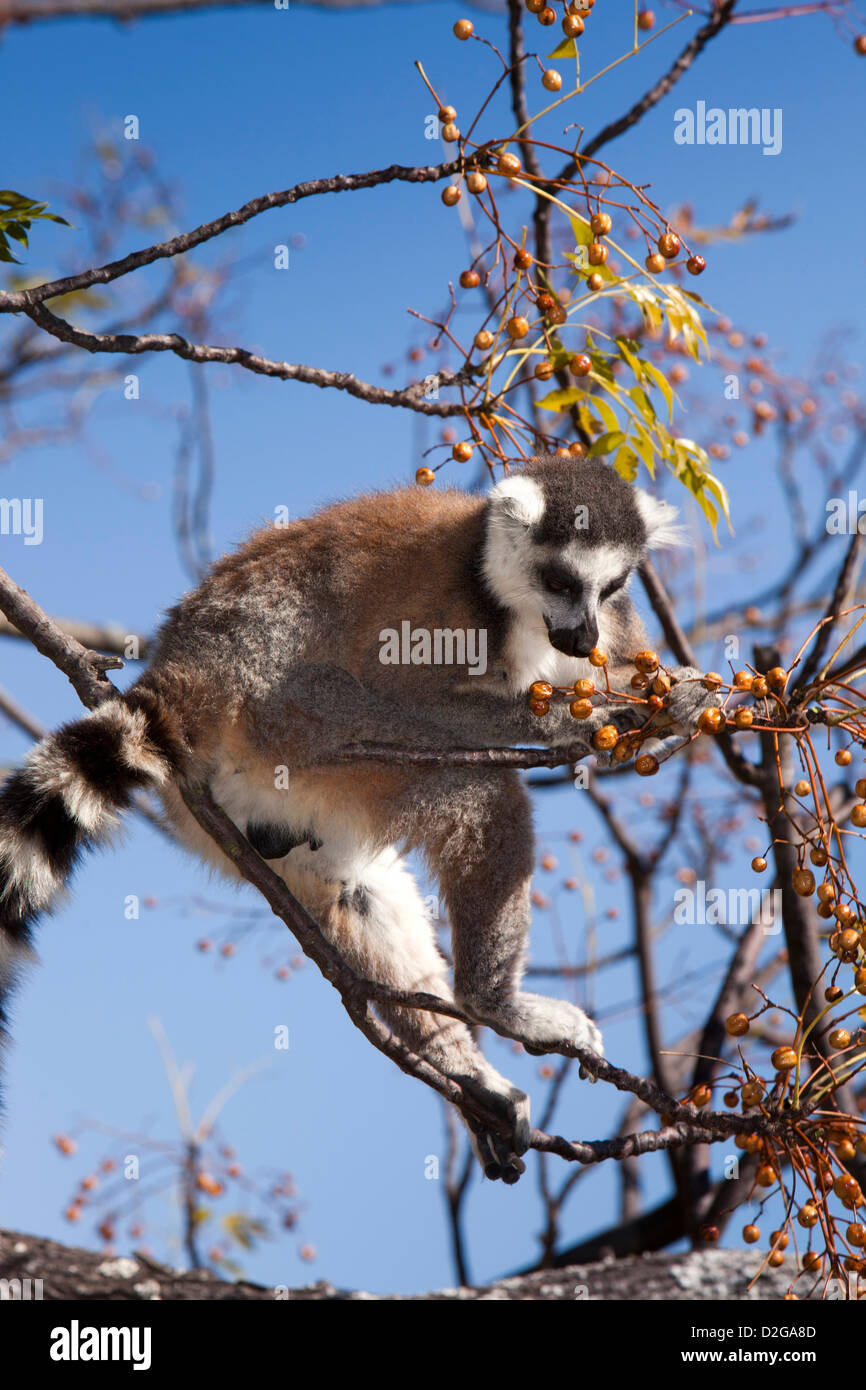 Madagascar, Ambalavao, Reserve d’Anja, Ringtailed Lemurs, feeding on ...