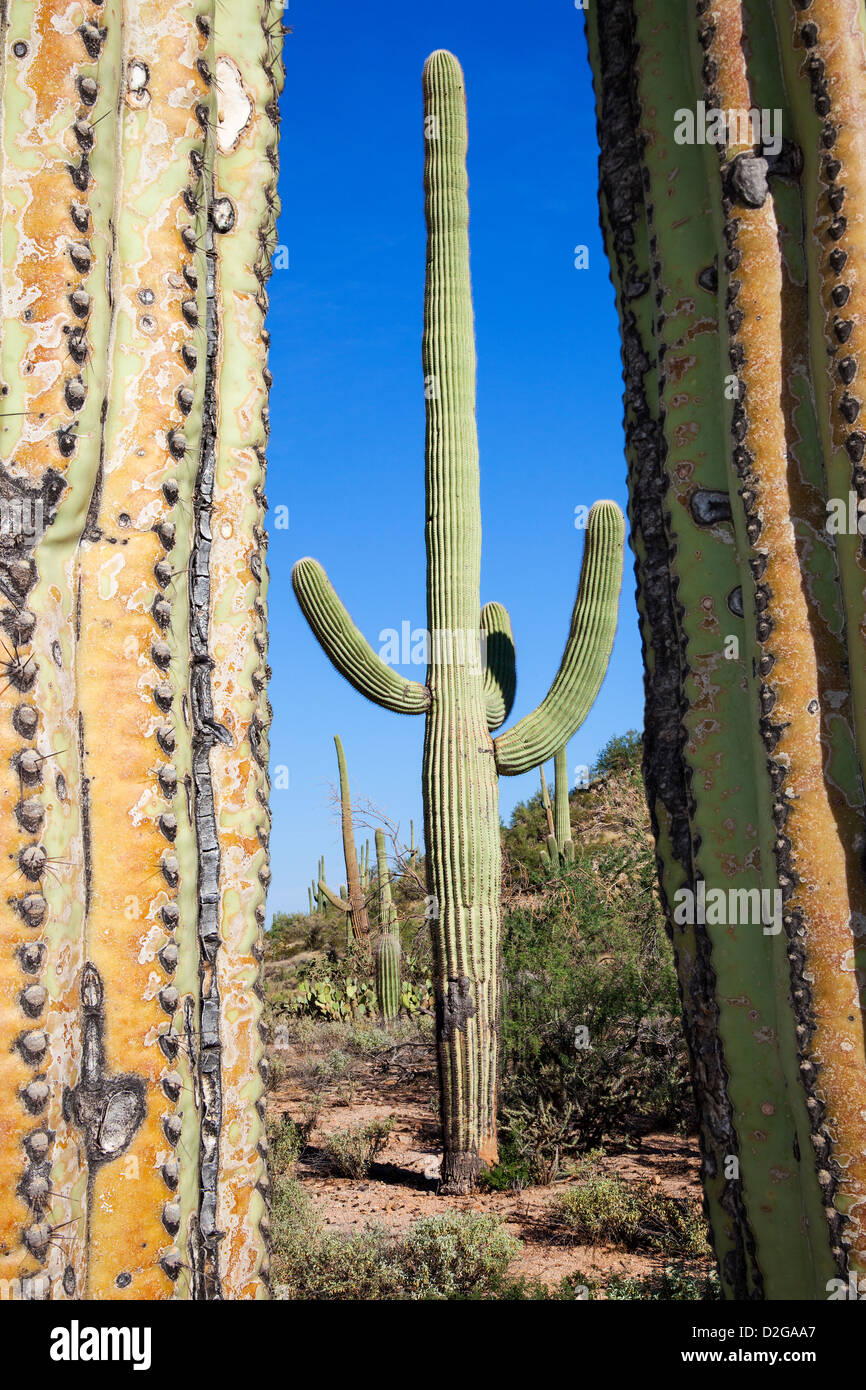 Giant Cacti in Saguaro N.P. , Arizona, USA Stock Photo - Alamy