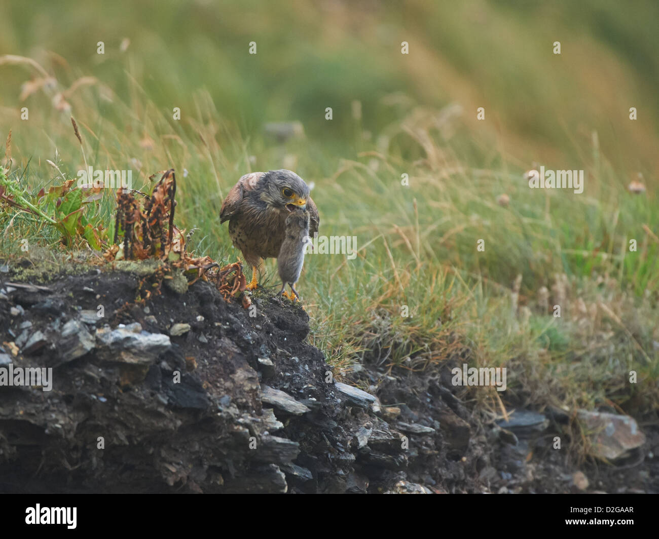 Kestrel with prey Stock Photo - Alamy